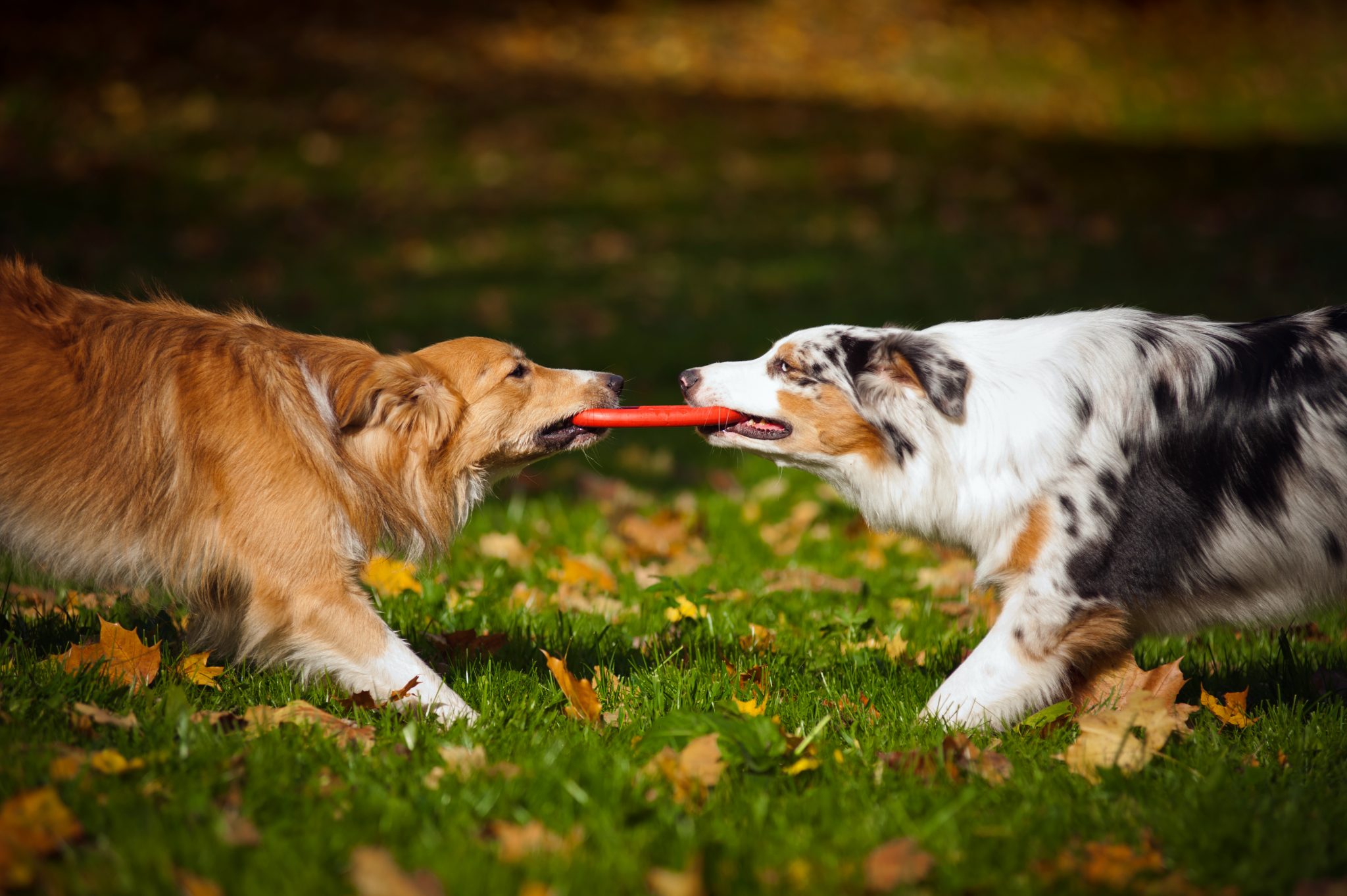 It’s playtime! | The Canine Behaviourist