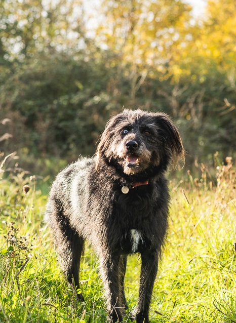 Ziggy – beautiful life…